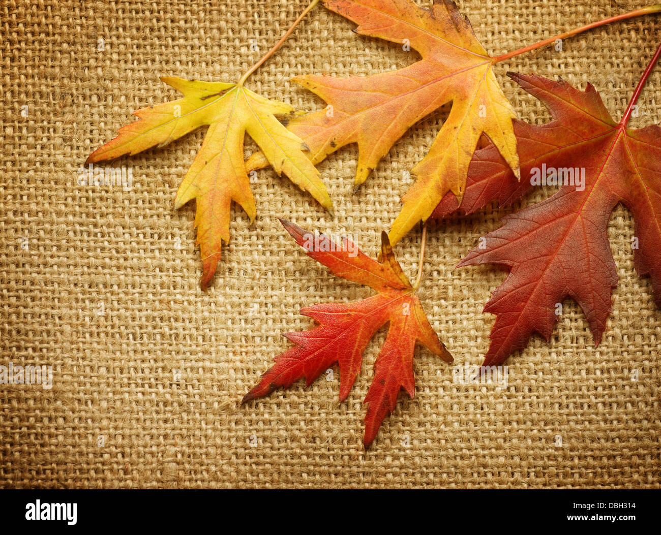 Autumn Leaves over Burlap background Stock Photo - Alamy