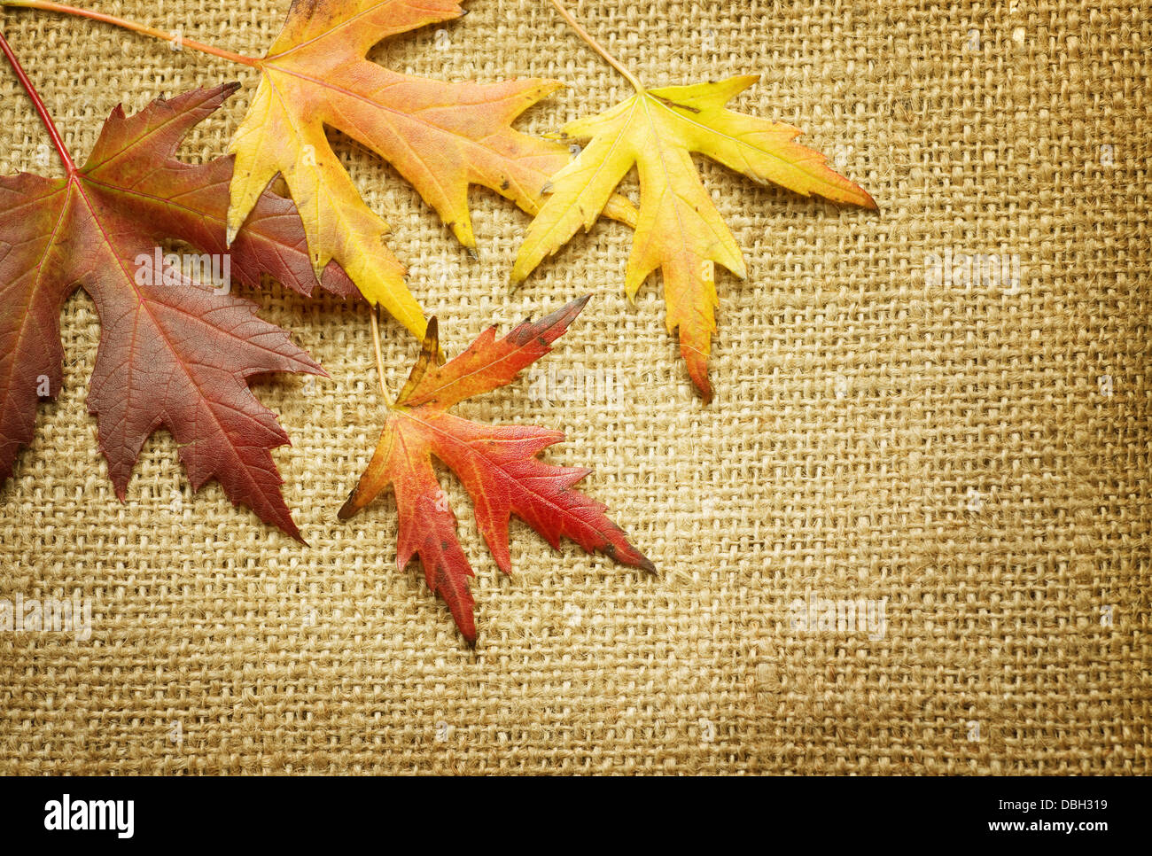 Autumn Leaves over Burlap background Stock Photo - Alamy