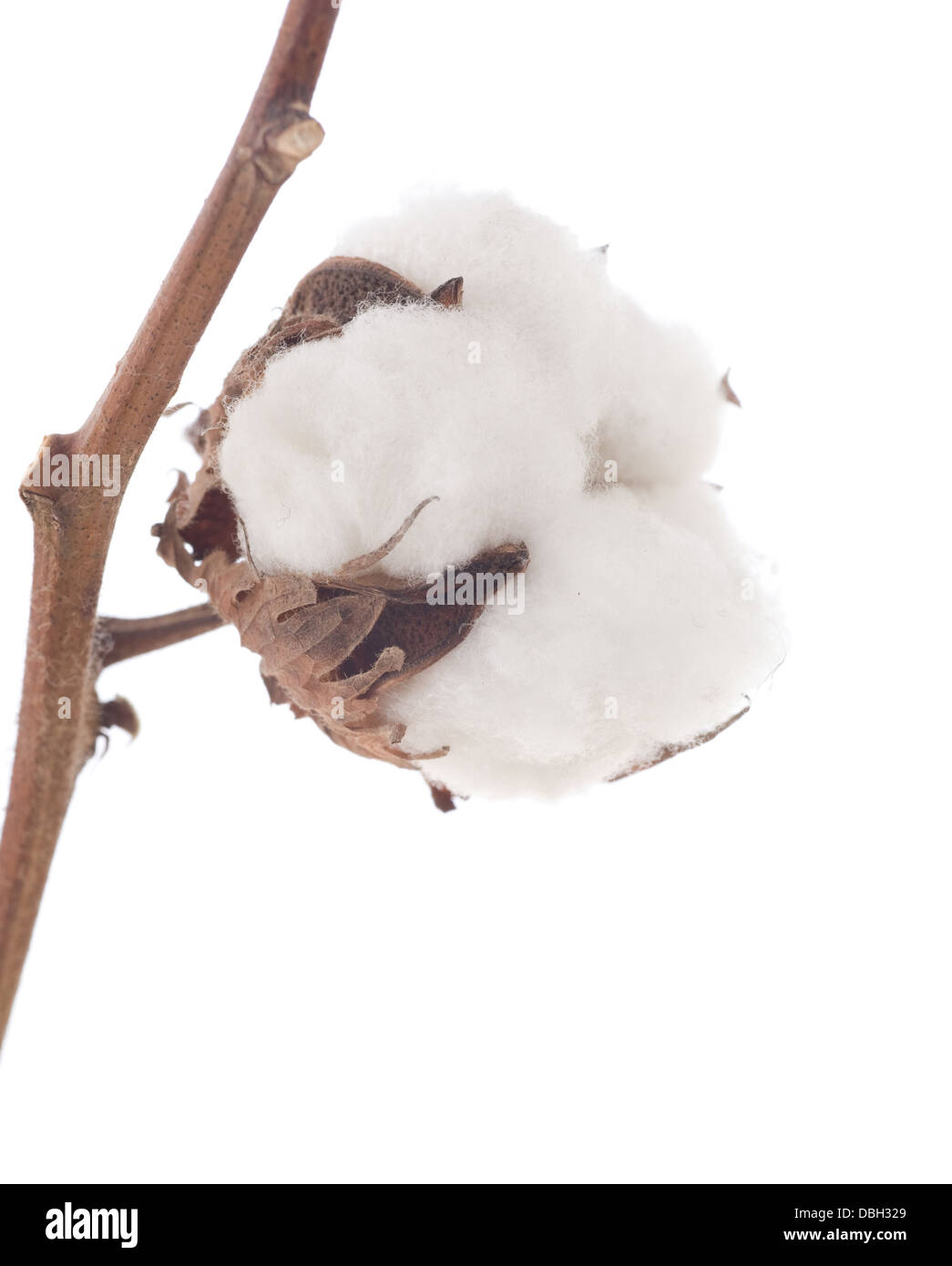 Macro texture pure cotton Cut Out Stock Images & Pictures - Alamy