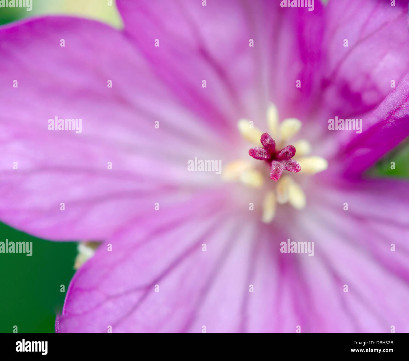 Sticky Geranium Stock Photos & Sticky Geranium Stock Images - Alamy