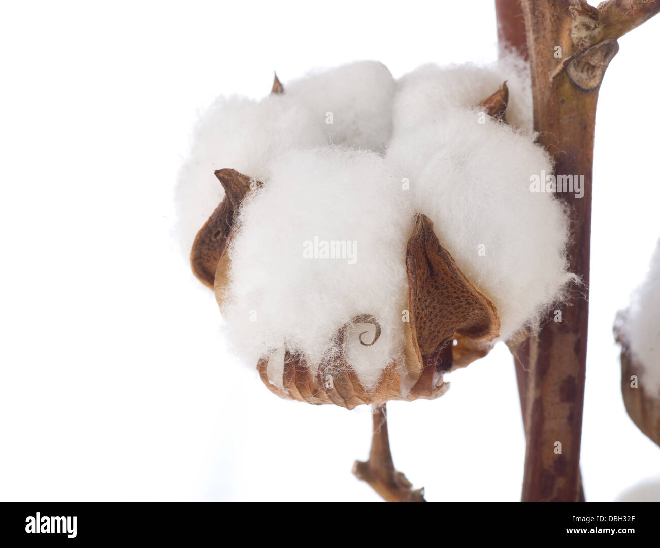 Cotton boll close up hi-res stock photography and images - Alamy