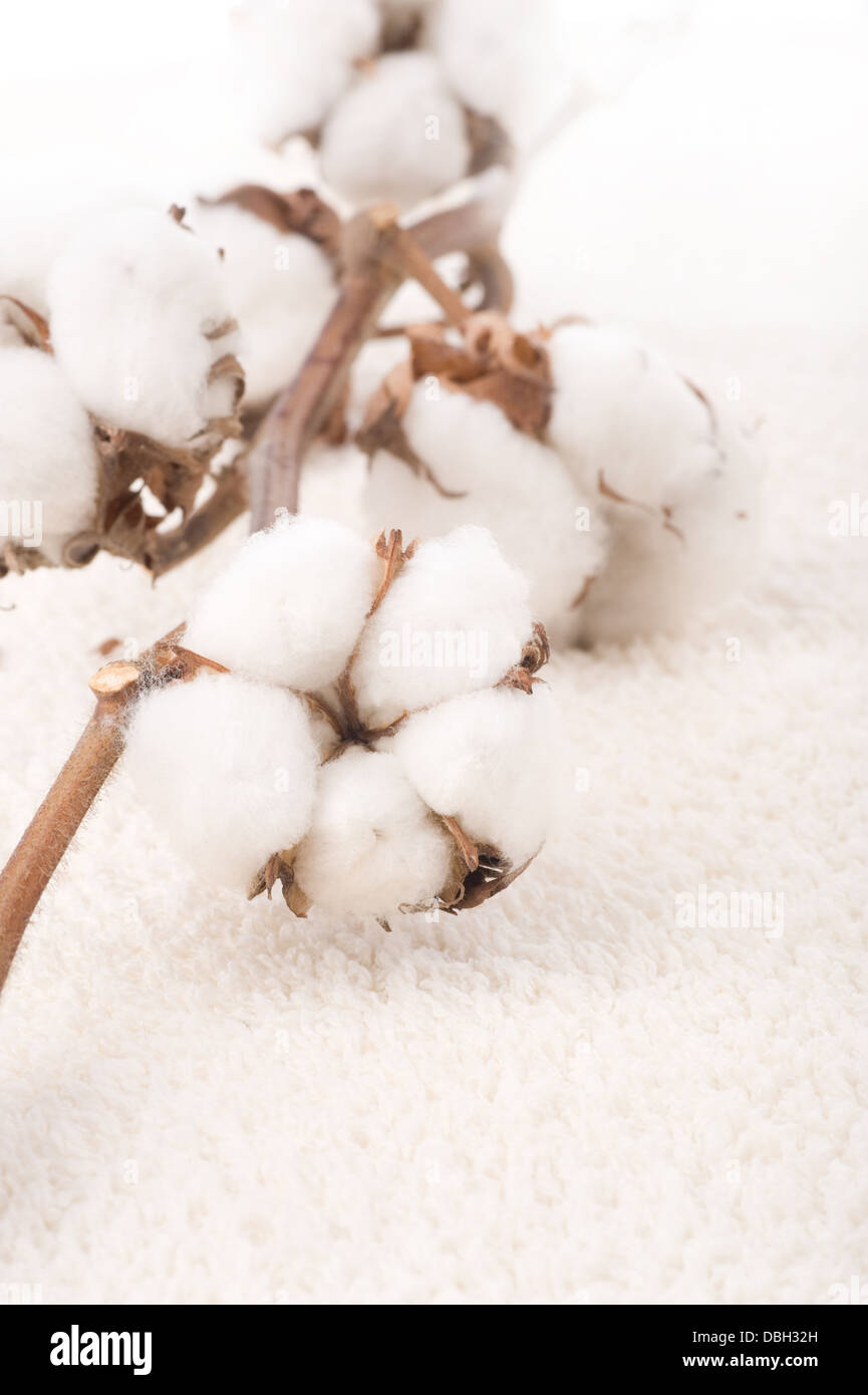 Cotton Plant On A Fluffy Towel Stock Photo - Alamy