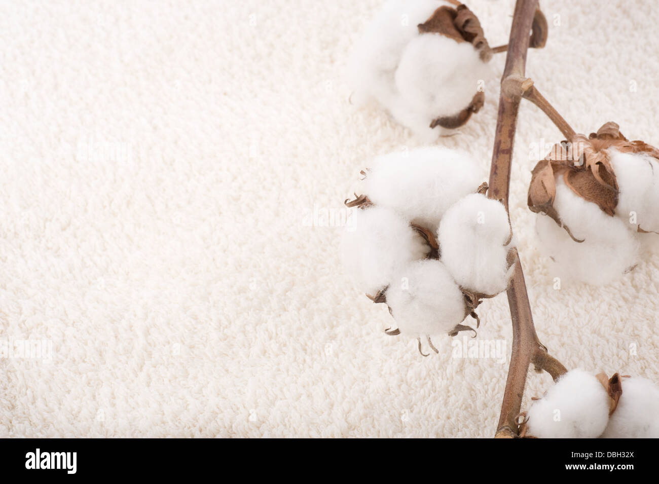 Cotton Plant On A Fluffy Towel Stock Photo - Alamy
