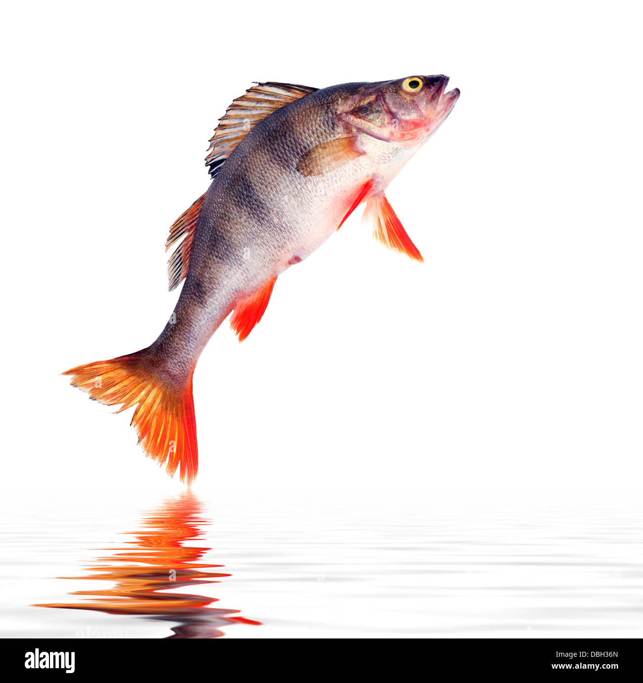 Real perch hi-res stock photography and images - Alamy