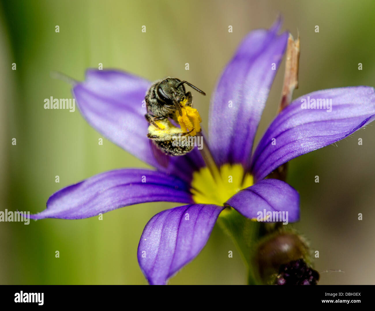 Pollinating insect bee collecting pollen hi-res stock photography and ...