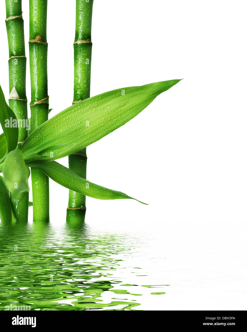 Beautiful Fresh Bamboo Stock Photo - Alamy