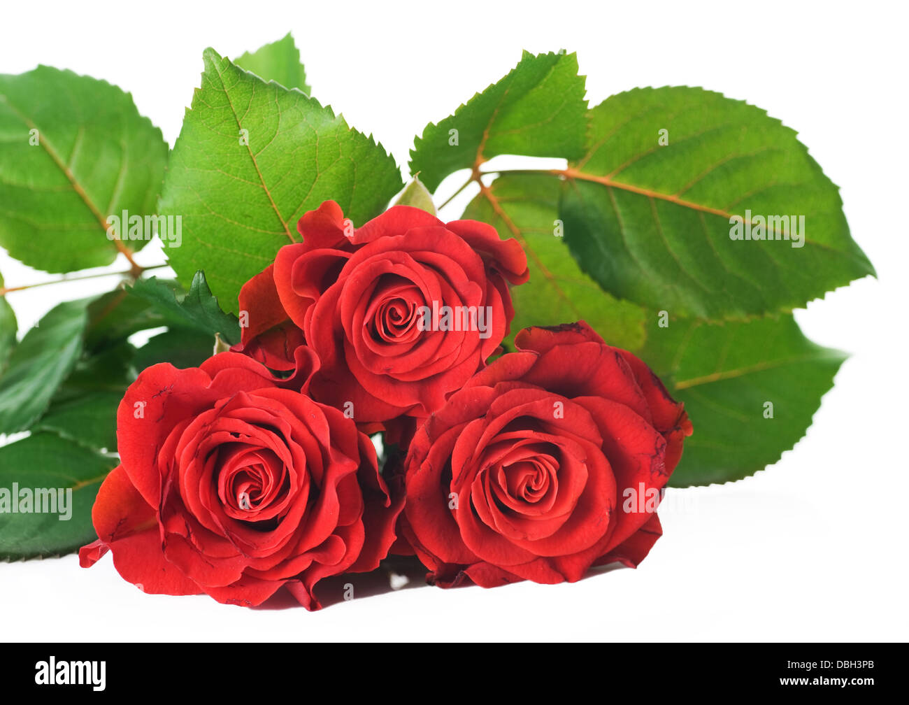 Red Roses Bunch Stock Photo - Alamy