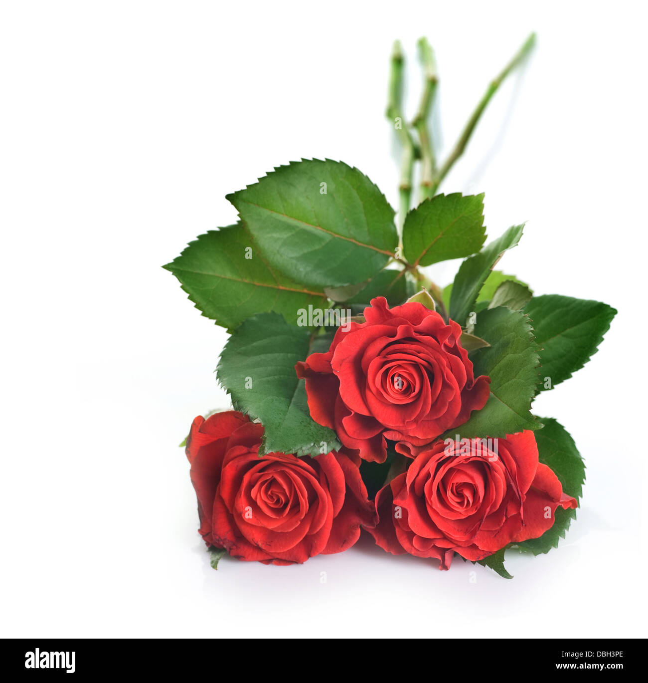 Beautiful Red Roses Stock Photo - Alamy