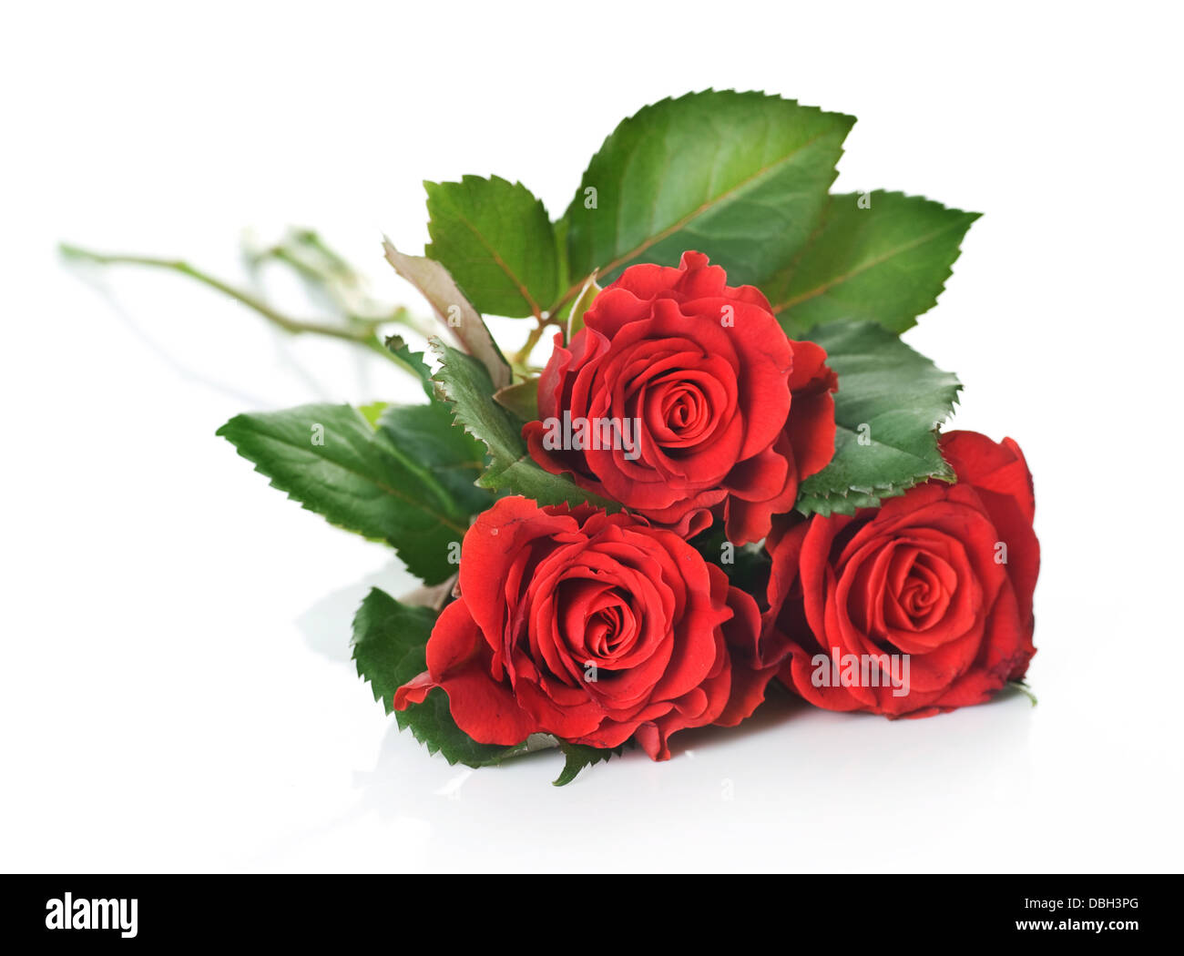 Beautiful Red Roses Stock Photo - Alamy