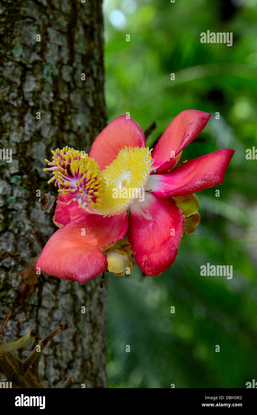 Cannonball tree hi-res stock photography and images - Alamy