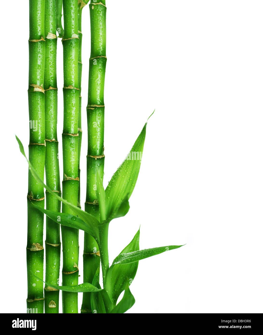 Bamboo isolated on white Stock Photo - Alamy
