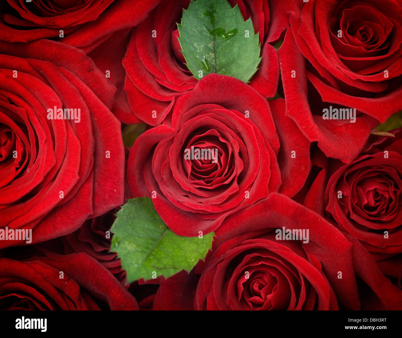 Selective center focus close hi-res stock photography and images - Alamy