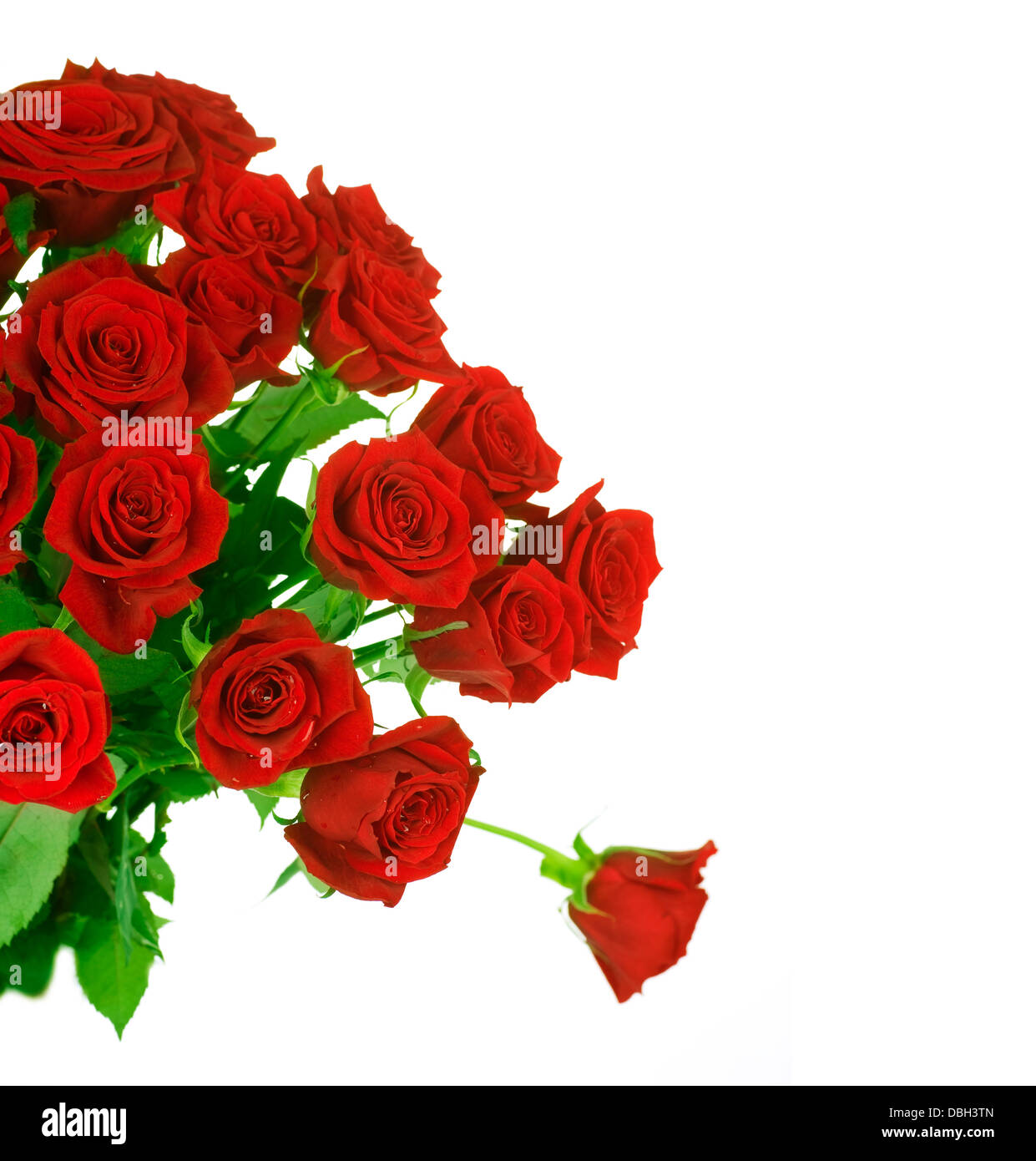 Red Roses border over white Stock Photo - Alamy