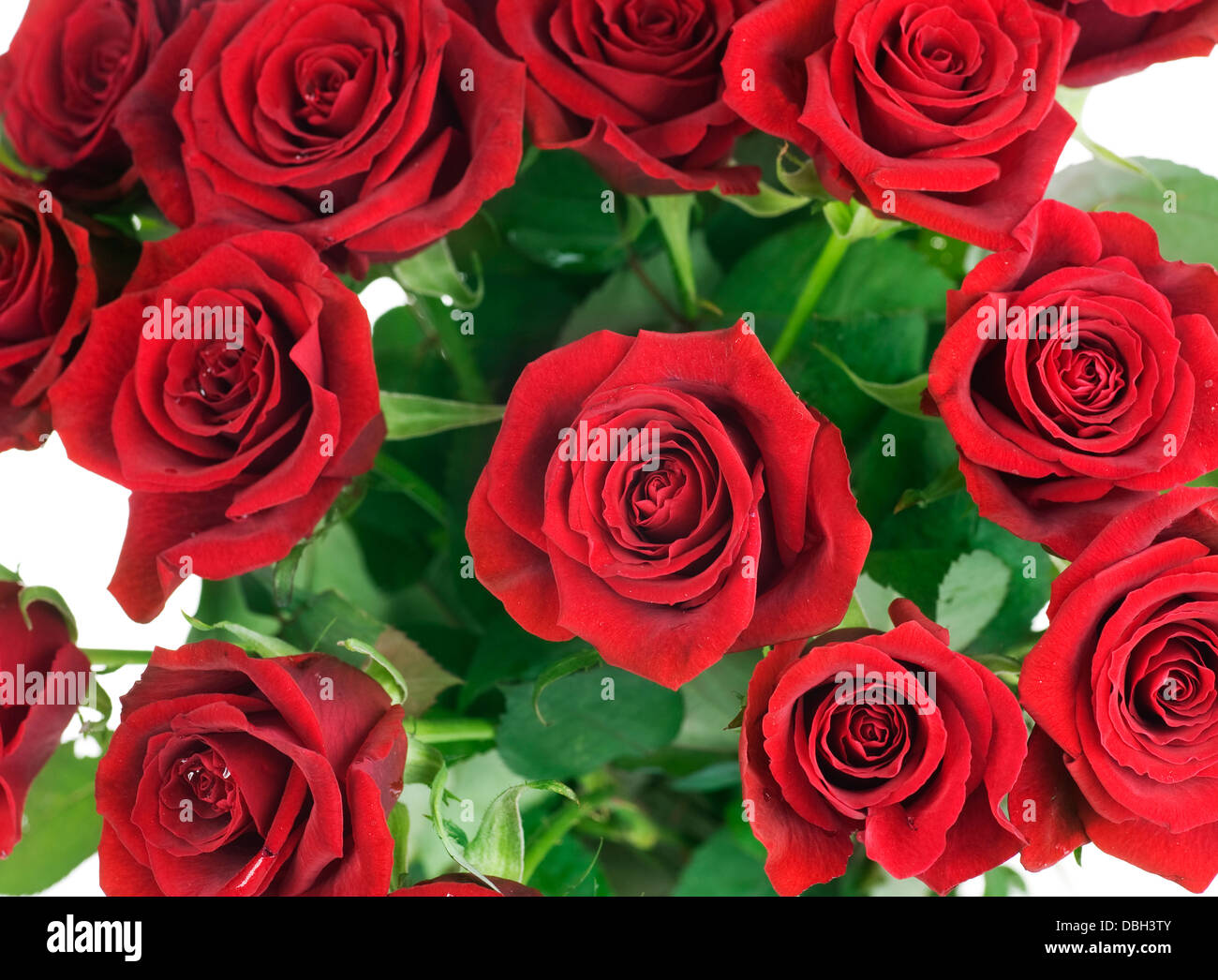 Red Roses Background. Selective focus Stock Photo - Alamy