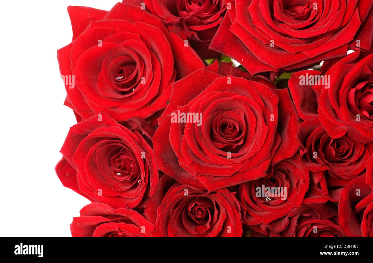 Red Roses border over white Stock Photo - Alamy