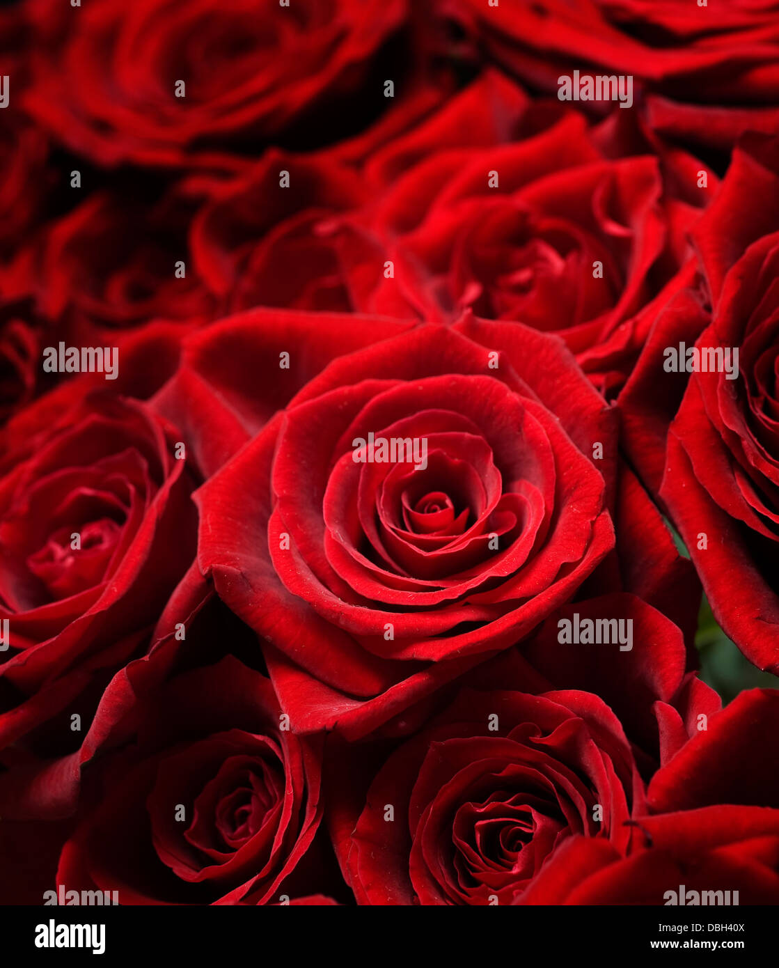 Red Roses background. Selective focus Stock Photo - Alamy