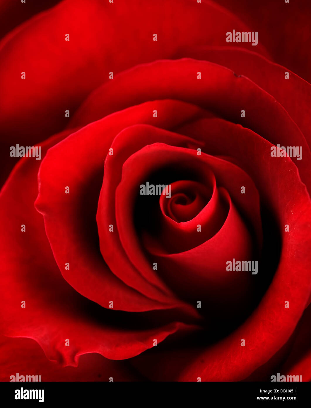 Rose dark center hi-res stock photography and images - Alamy