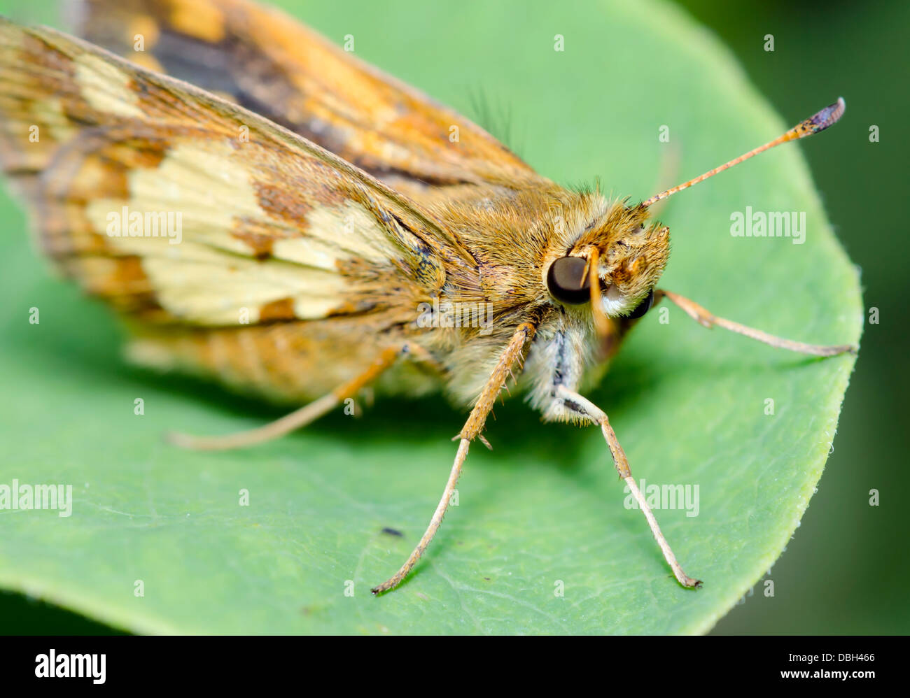 Bug insect moth pest hi-res stock photography and images - Alamy