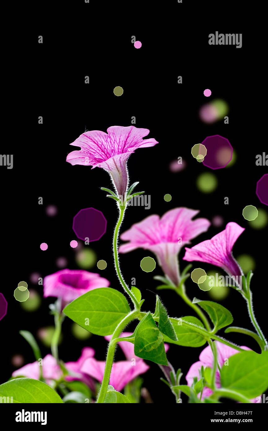 Abstract Bell Flowers Design Over Black Stock Photo - Alamy