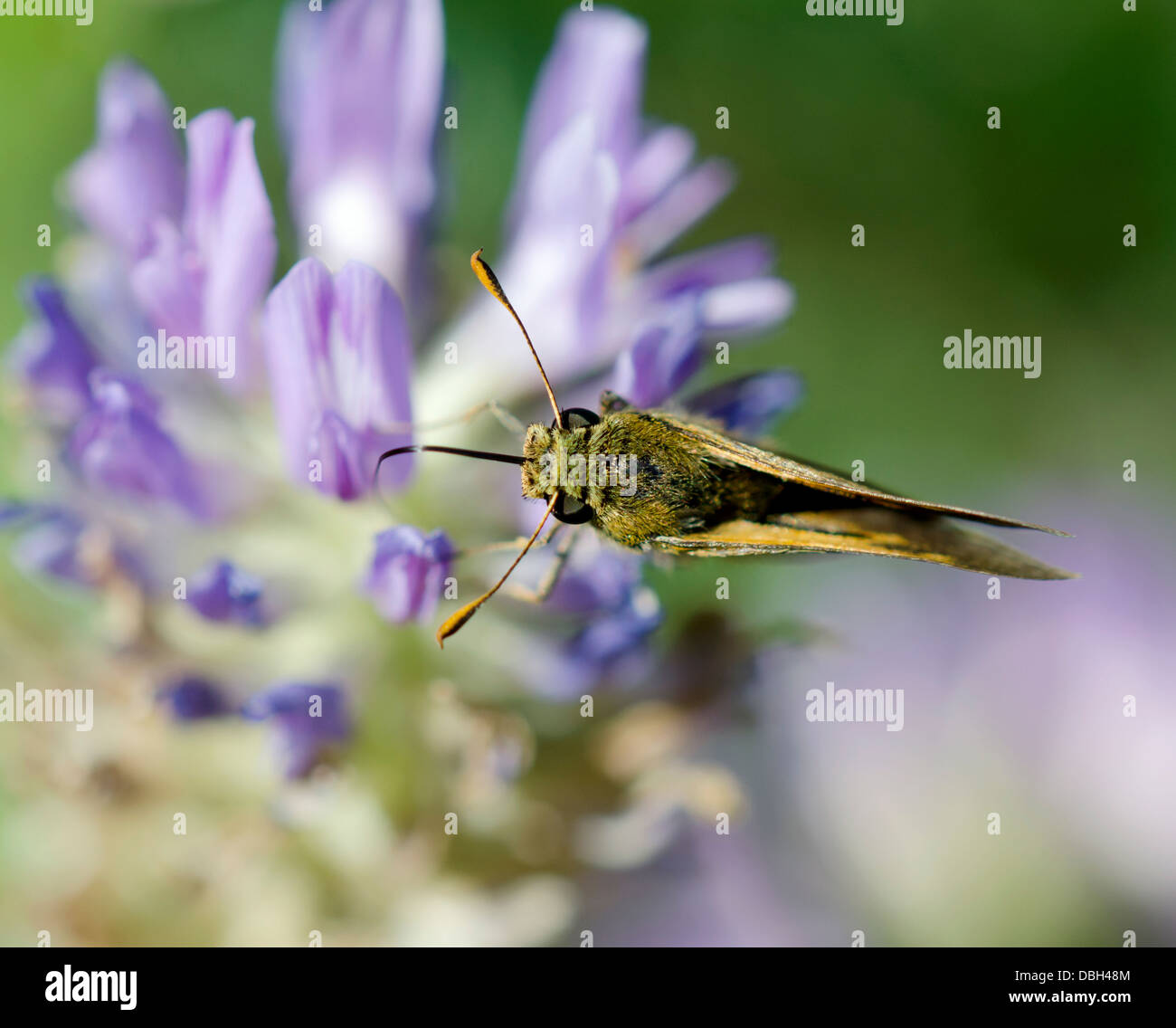 Moth pollination hi-res stock photography and images - Alamy