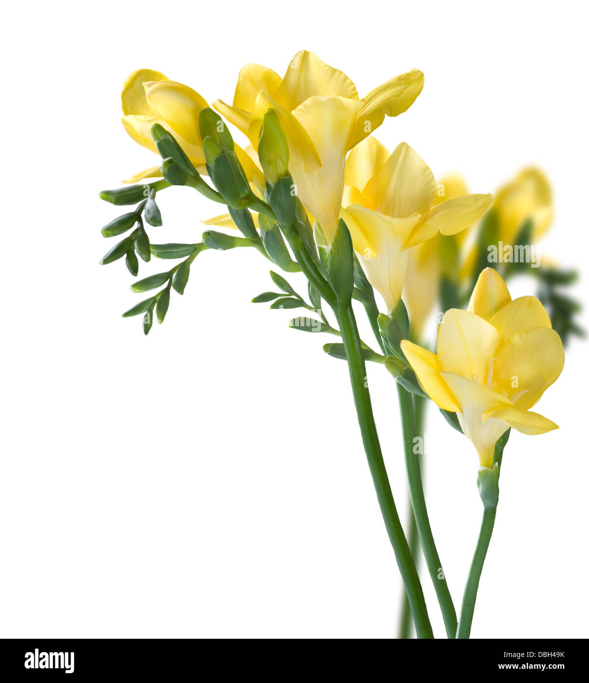 White freesia stems hi-res stock photography and images - Alamy