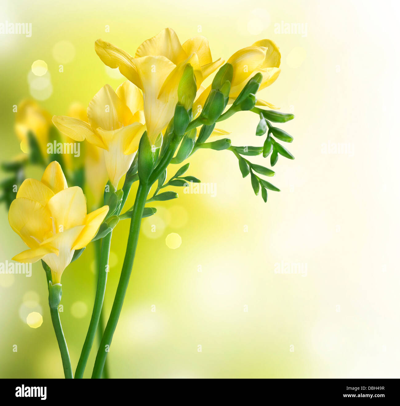 White freesia stems hi-res stock photography and images - Alamy