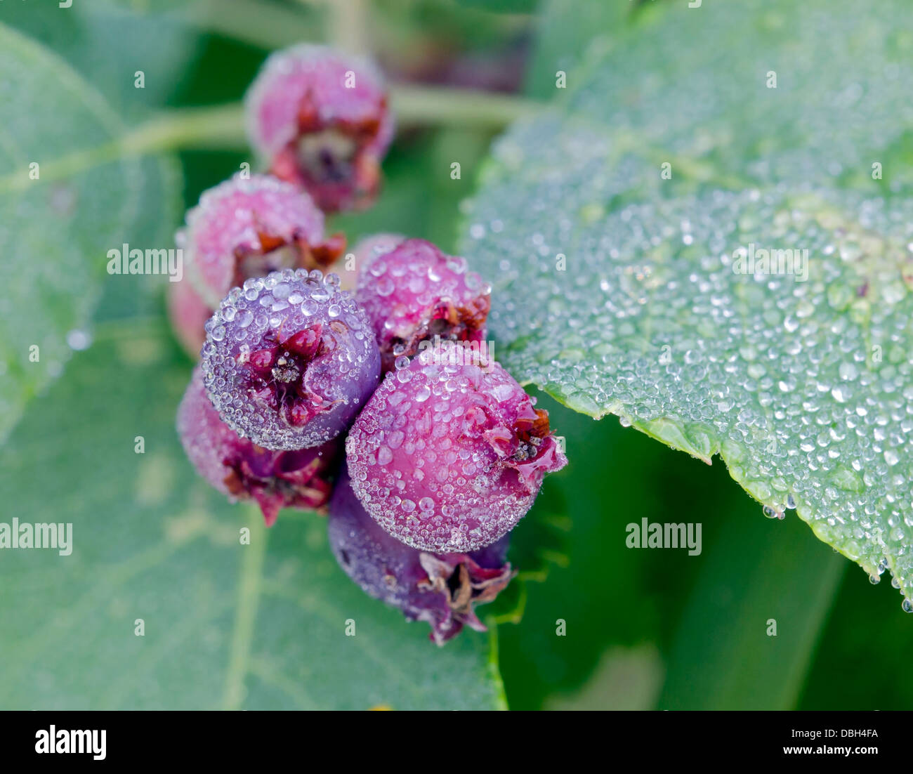 Saskatoon hi-res stock photography and images - Alamy