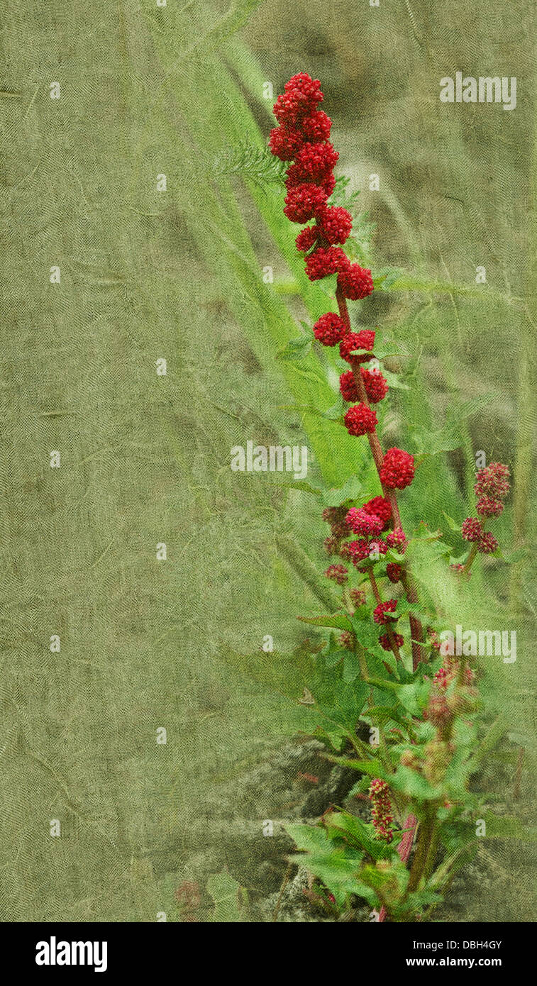 Red berry like wildflower on forest floor with textured background ...