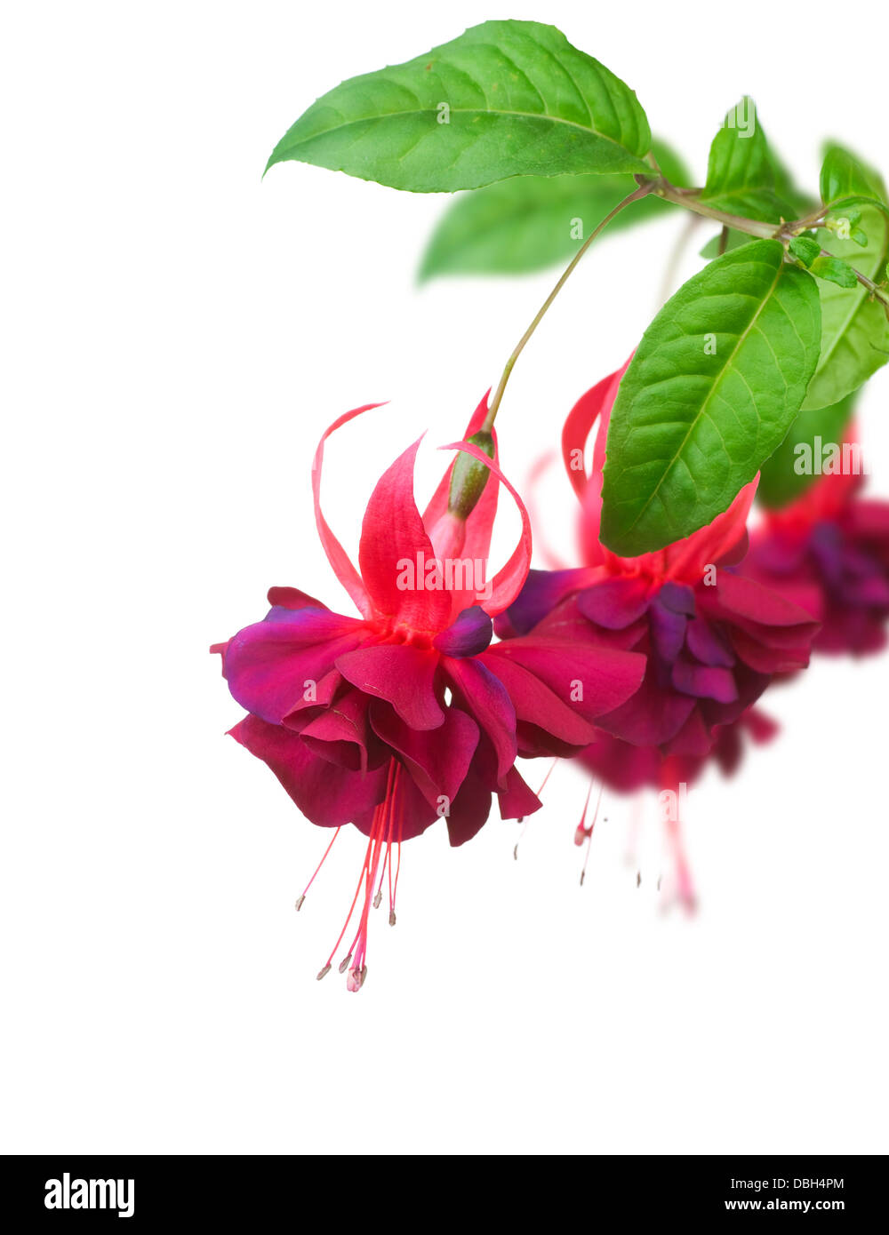 Fuchs fuchsia hi-res stock photography and images - Alamy