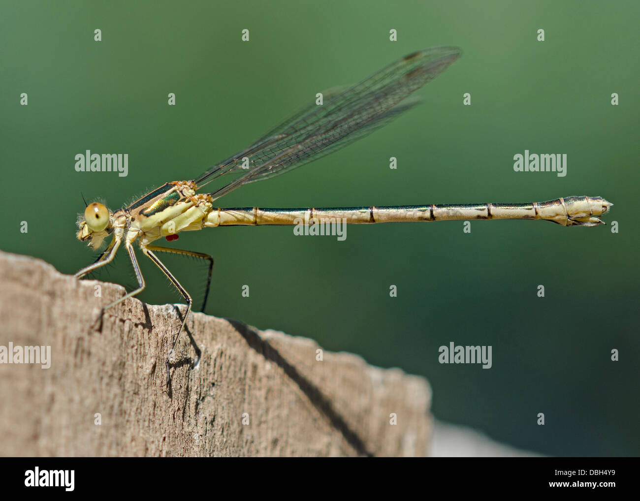 A happy looking Damsel fly Stock Photo - Alamy