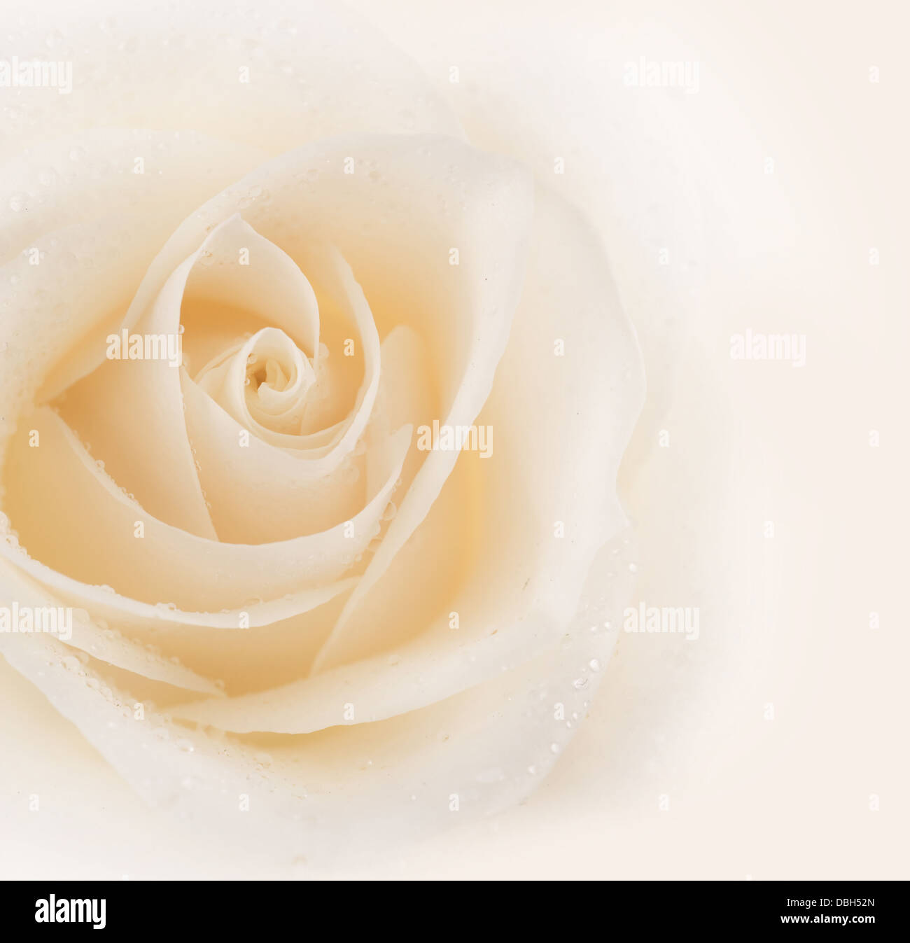 Beautiful Soft Rose Stock Photo - Alamy