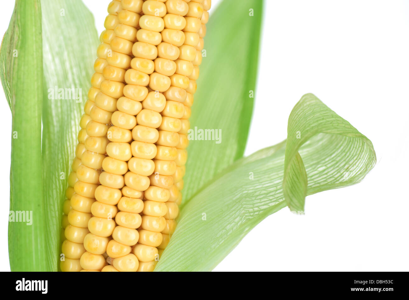 Ear Of Sweet Corn Closeup Stock Photo - Alamy