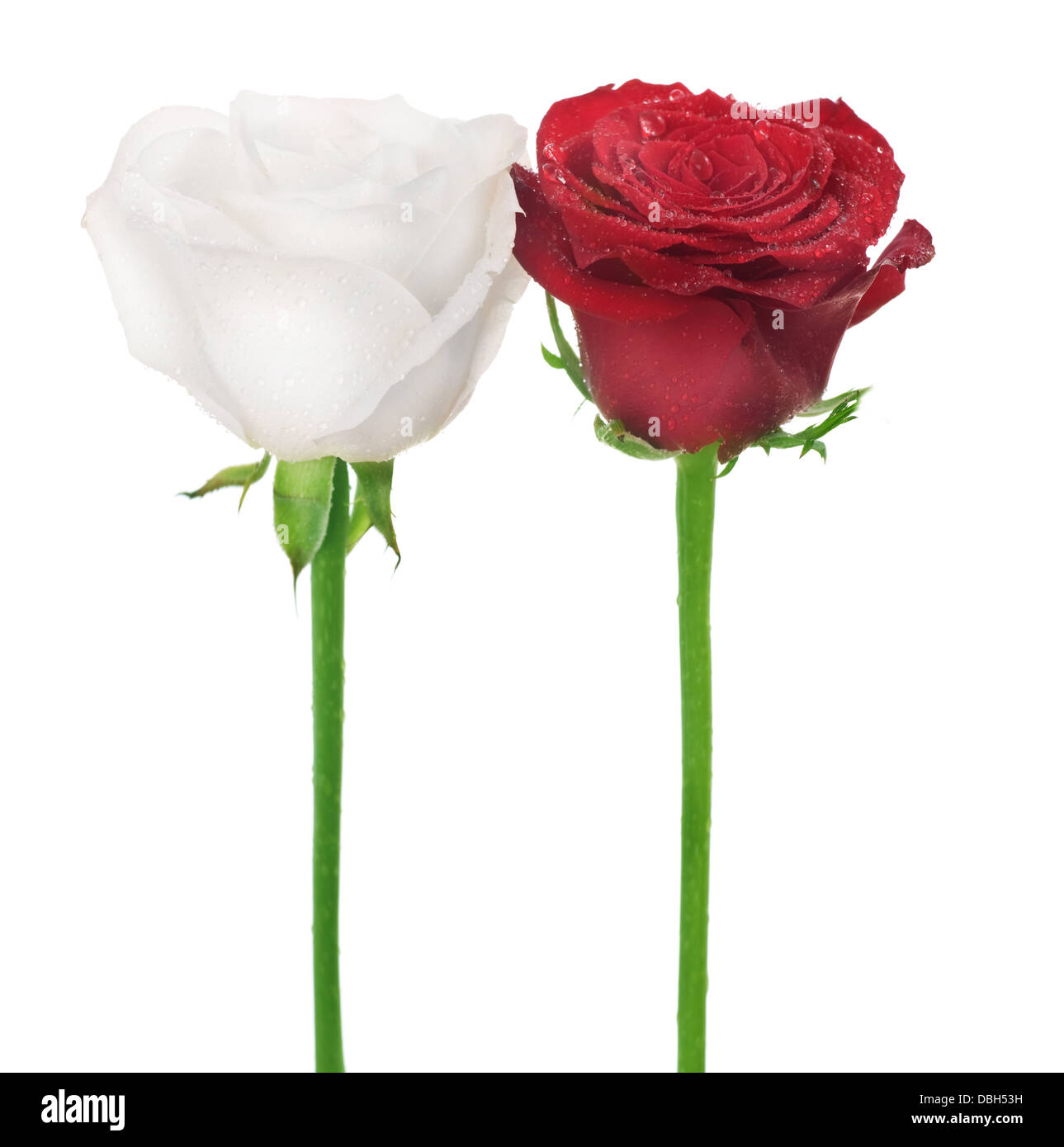 Couple roses white red Cut Out Stock Images & Pictures - Alamy