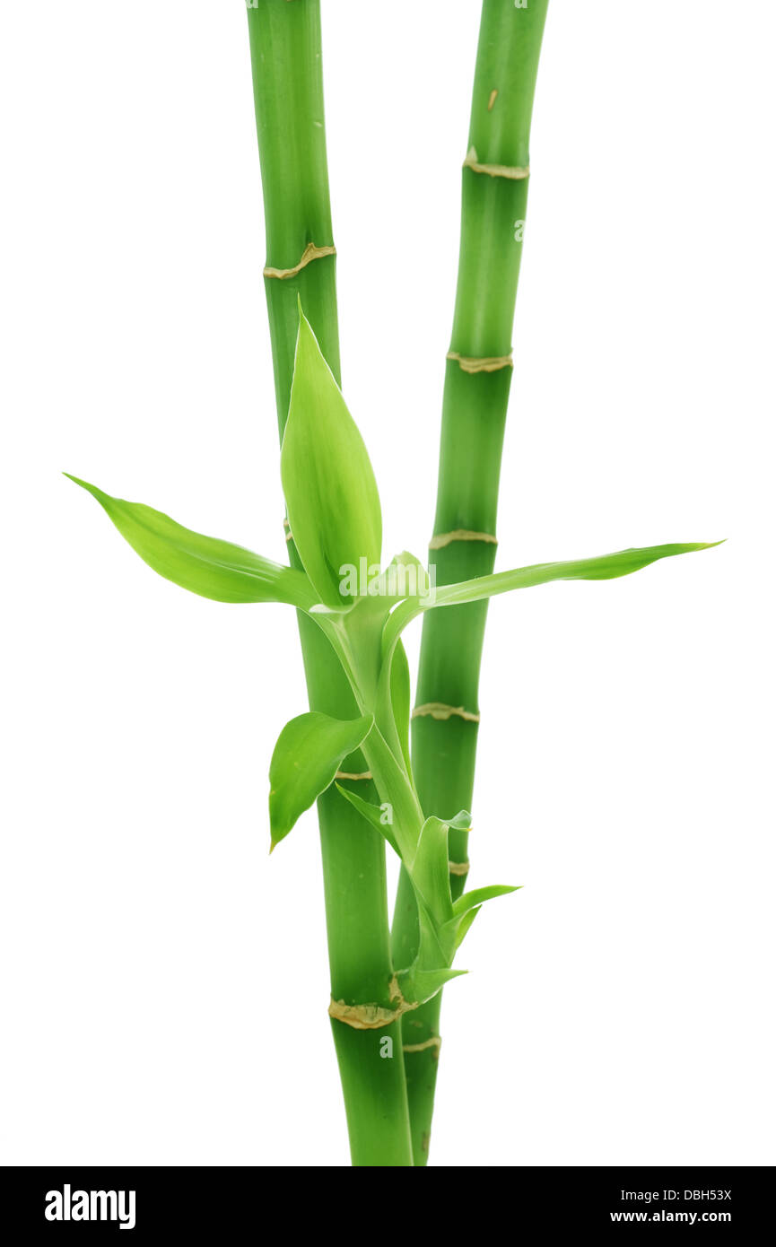 Bamboo Isolated On White Stock Photo - Alamy