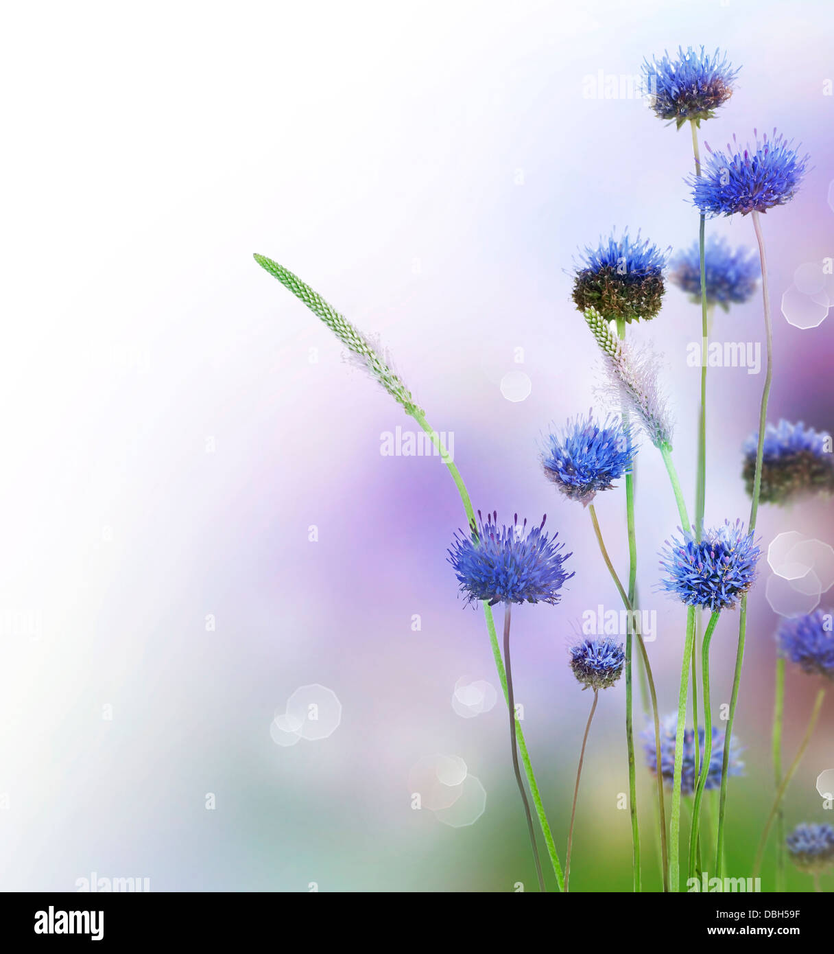 Abstract Flowers Border Design Stock Photo - Alamy