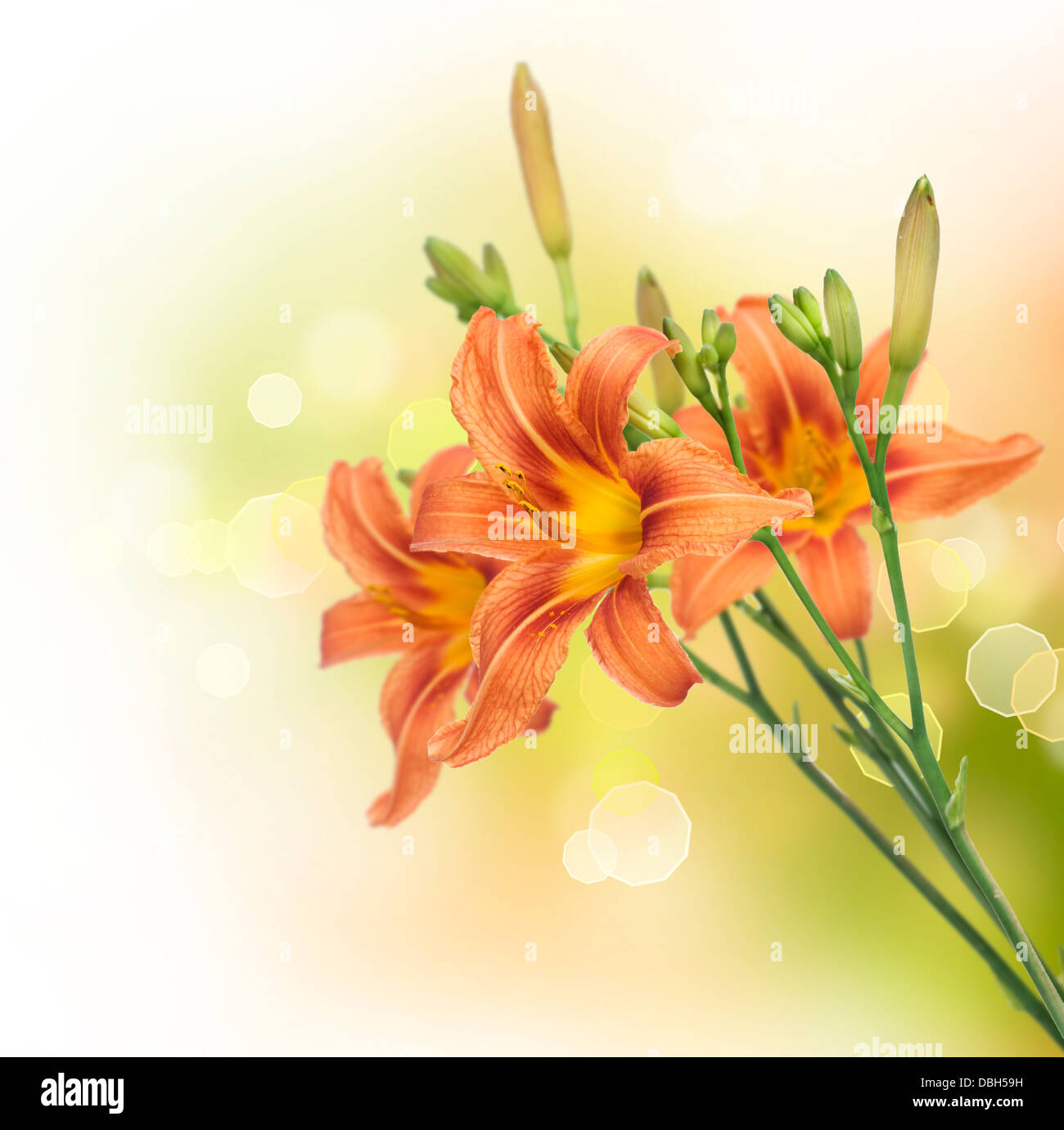 Lily Flowers Border Design. Summer Flowers Stock Photo - Alamy