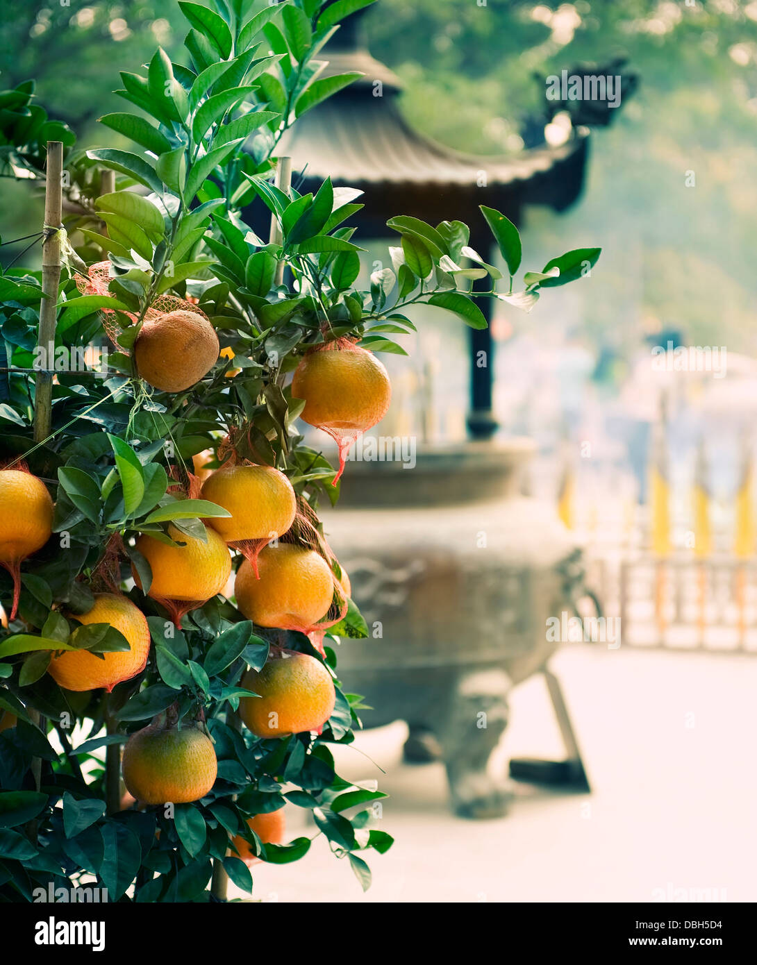 Growing Ripe Mandarin Stock Photo - Alamy