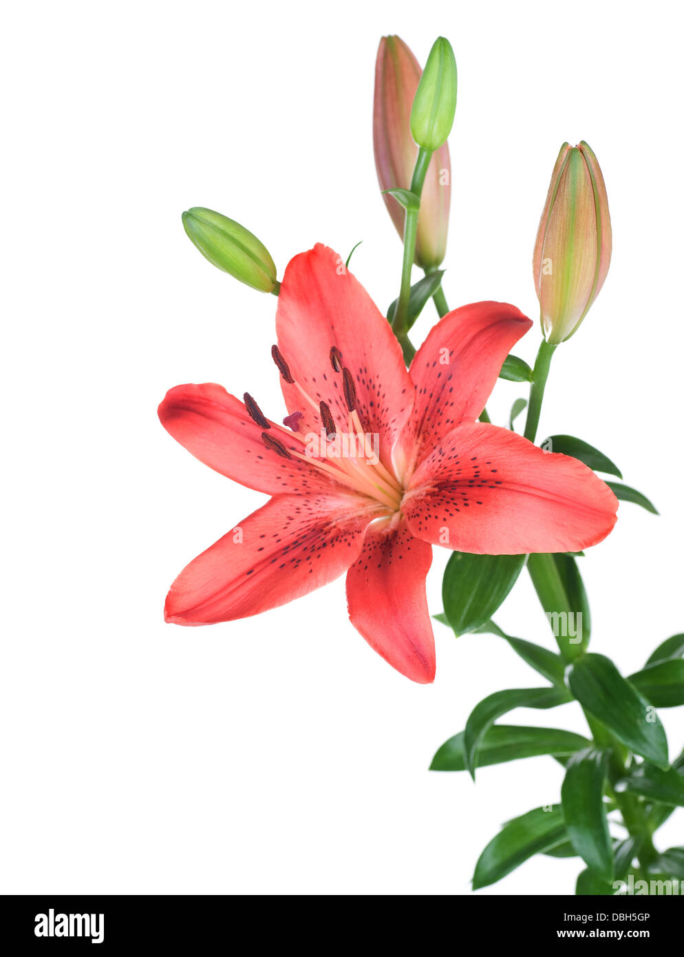 Beautiful Red Lily Flower Over White Stock Photo - Alamy
