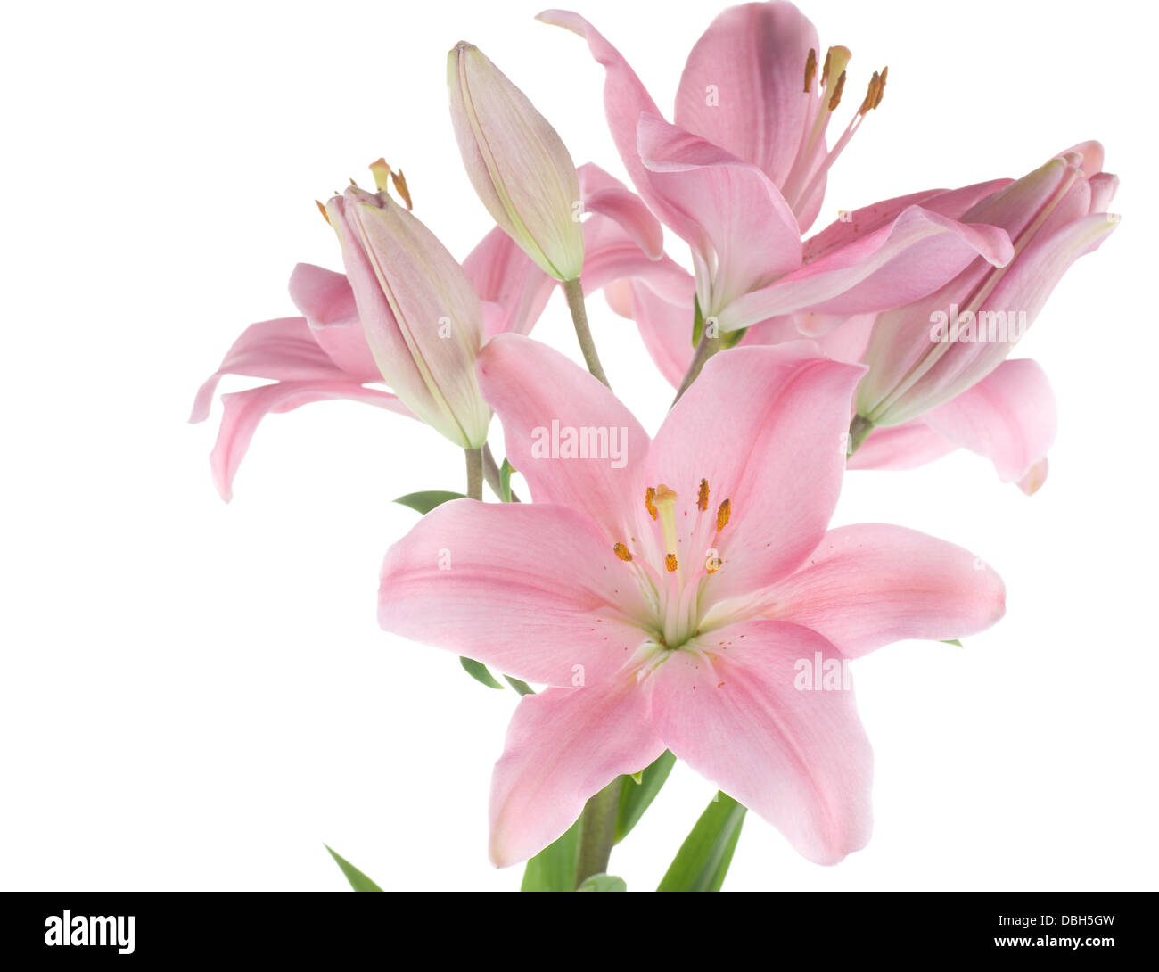 Beautiful Lily Isolated On White Stock Photo - Alamy