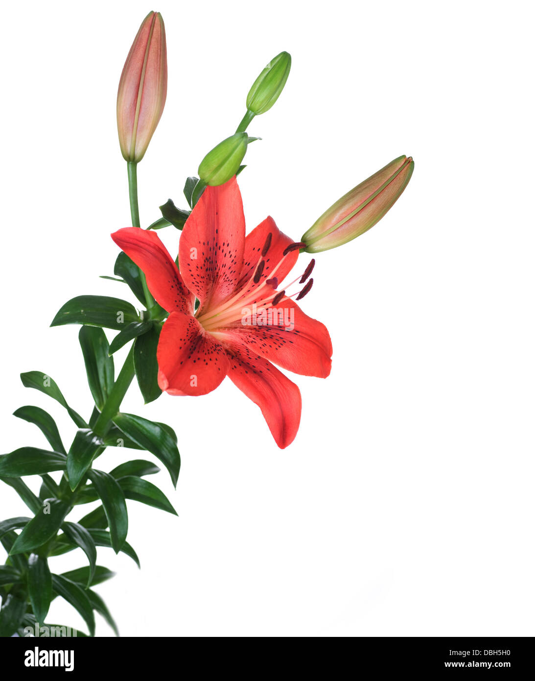 Beautiful Red Lily Flower Over White Stock Photo - Alamy