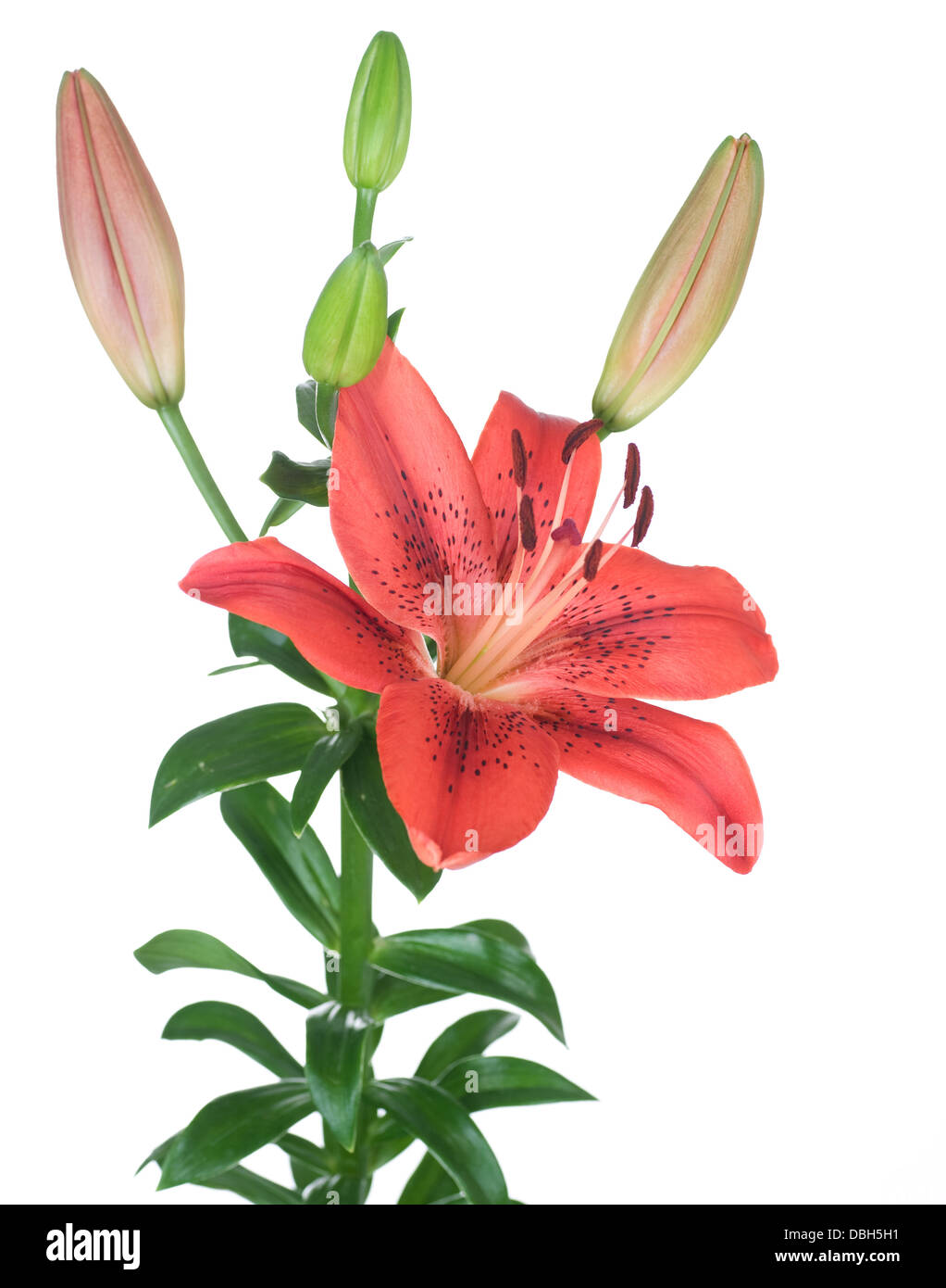 Beautiful Red Lily Flower Over White Stock Photo - Alamy