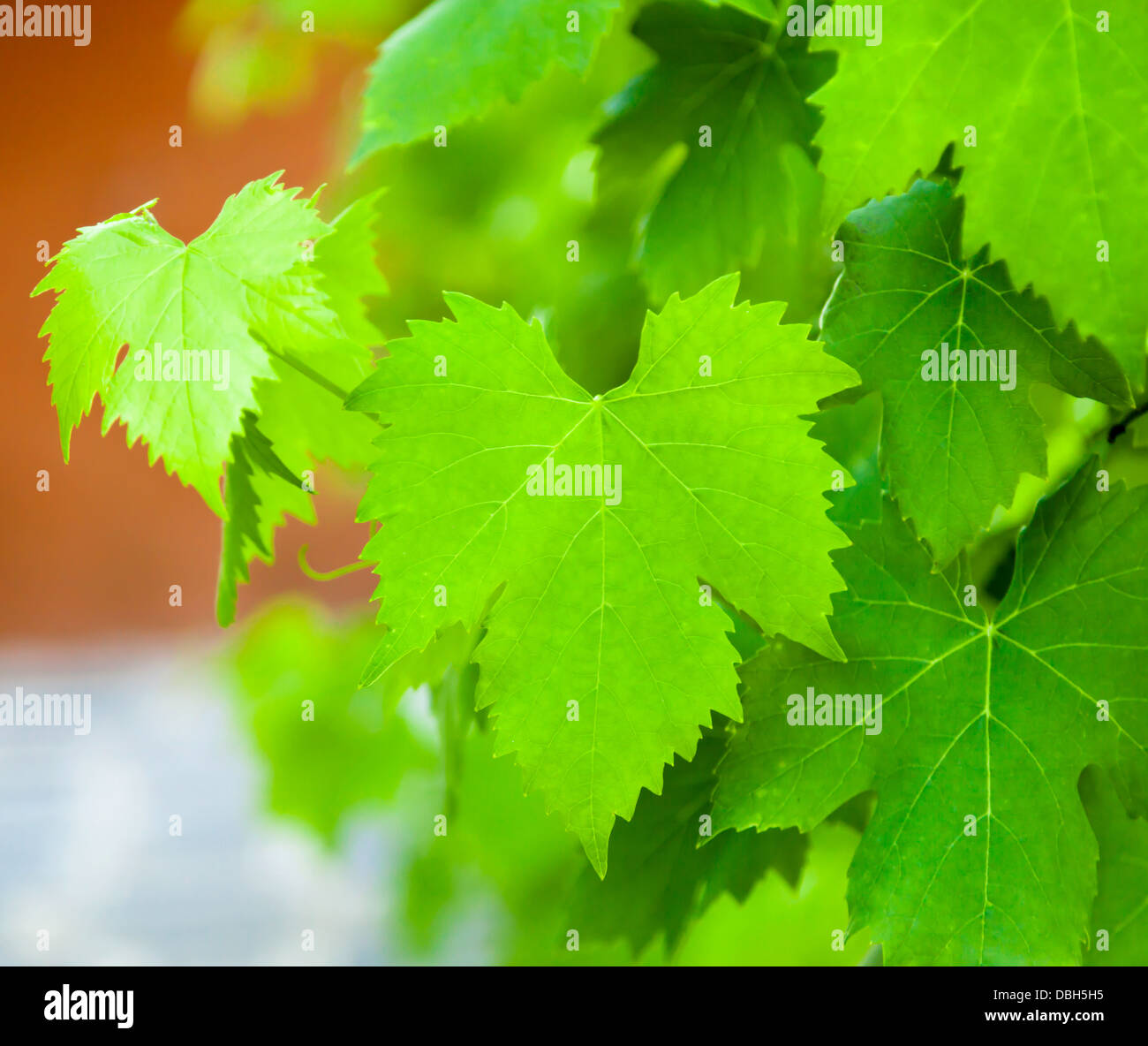 Vine leaves hi-res stock photography and images - Alamy