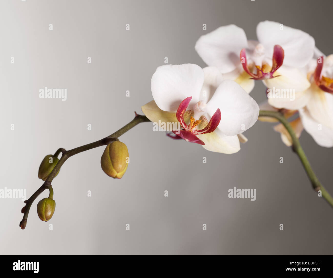 Beautiful orchid buds hi-res stock photography and images - Alamy