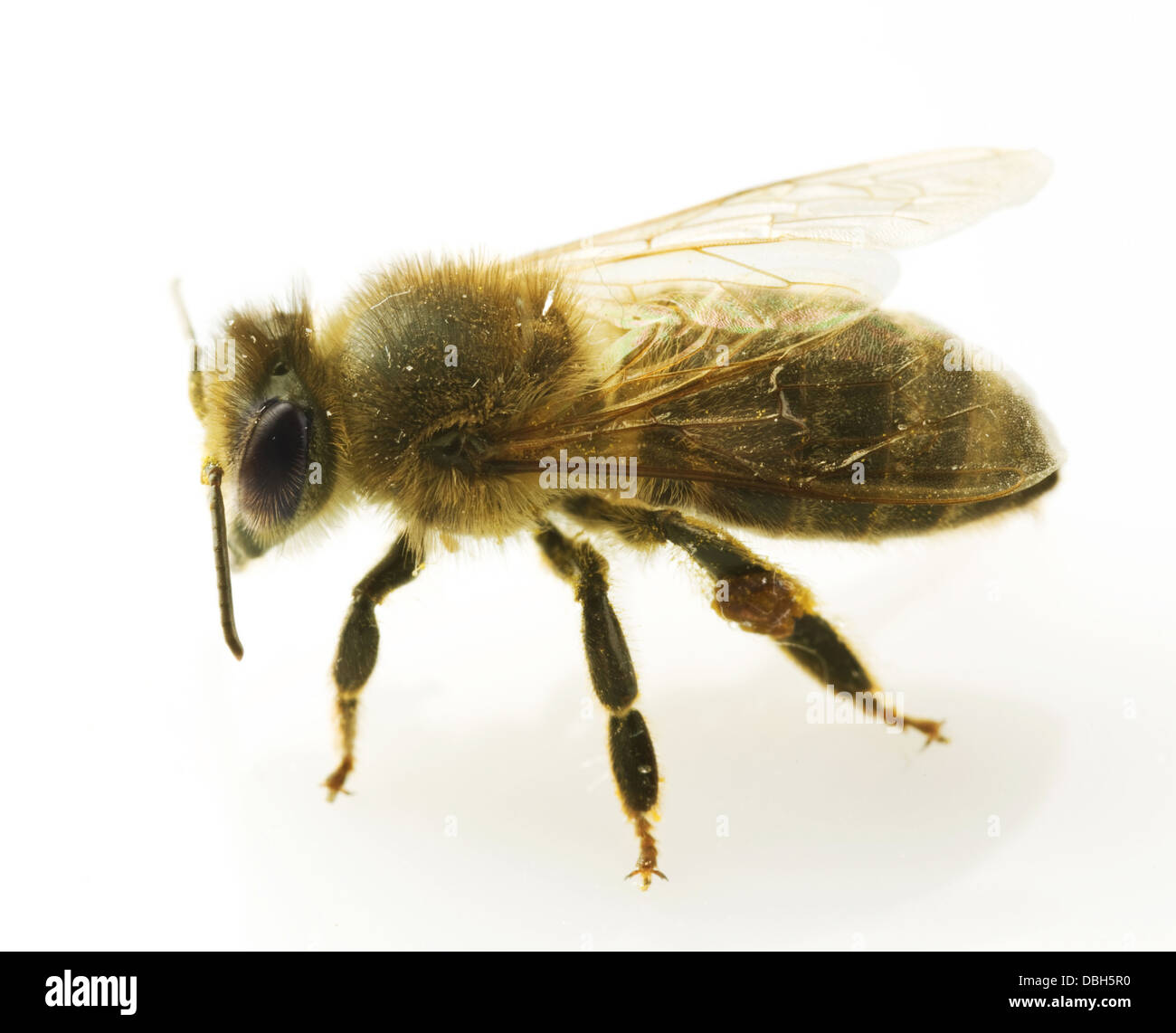 One white bee hi-res stock photography and images - Alamy