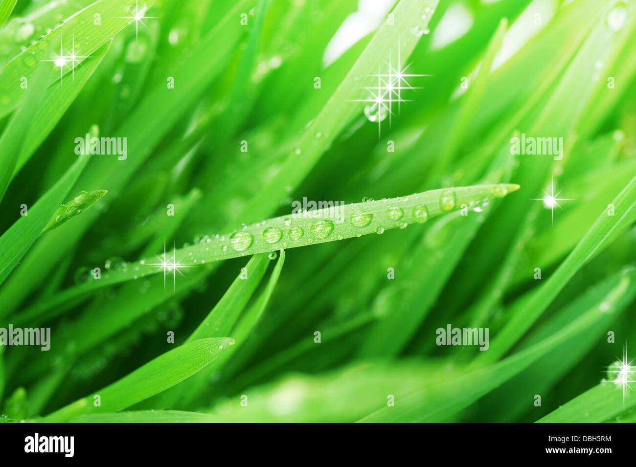Fresh Green Grass Stock Photo - Alamy