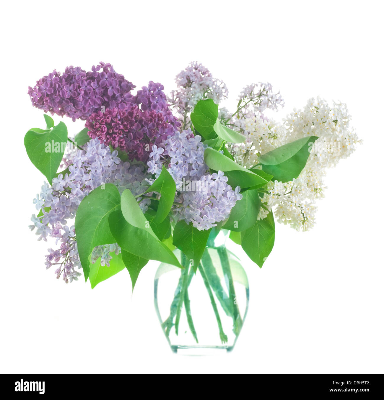 Background flowers bloom blooming Cut Out Stock Images & Pictures - Alamy