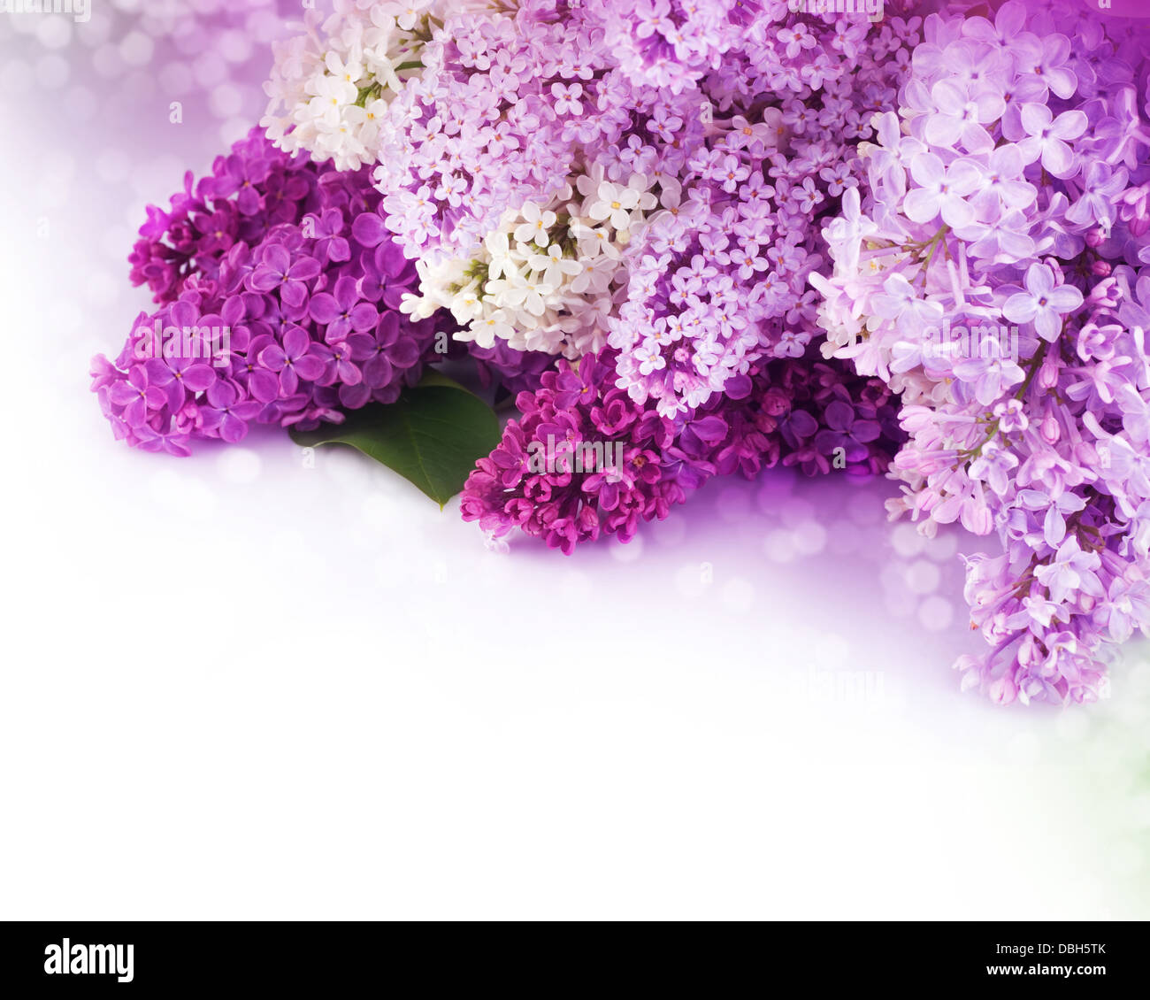 Spring Lilac Border. Isolated On White Stock Photo - Alamy