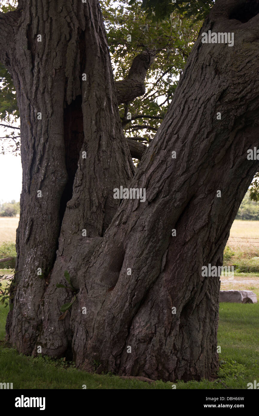 Two trunk oak tree Stock Photo - Alamy