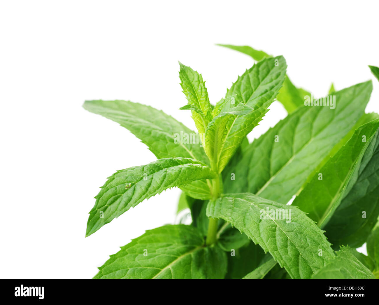 Peppermint Isolated On White Stock Photo - Alamy