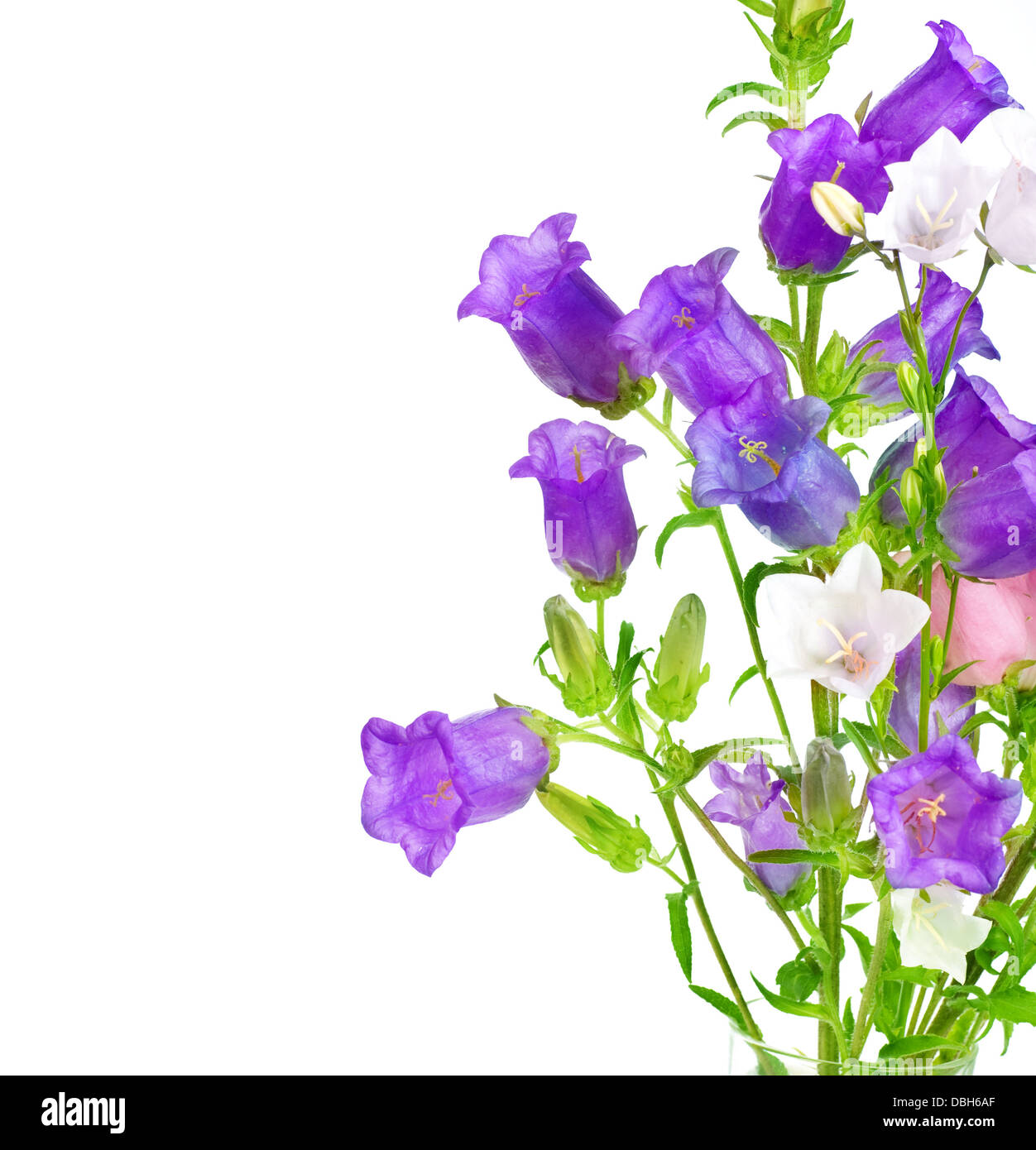 Bluebell border with copy space hi-res stock photography and images - Alamy